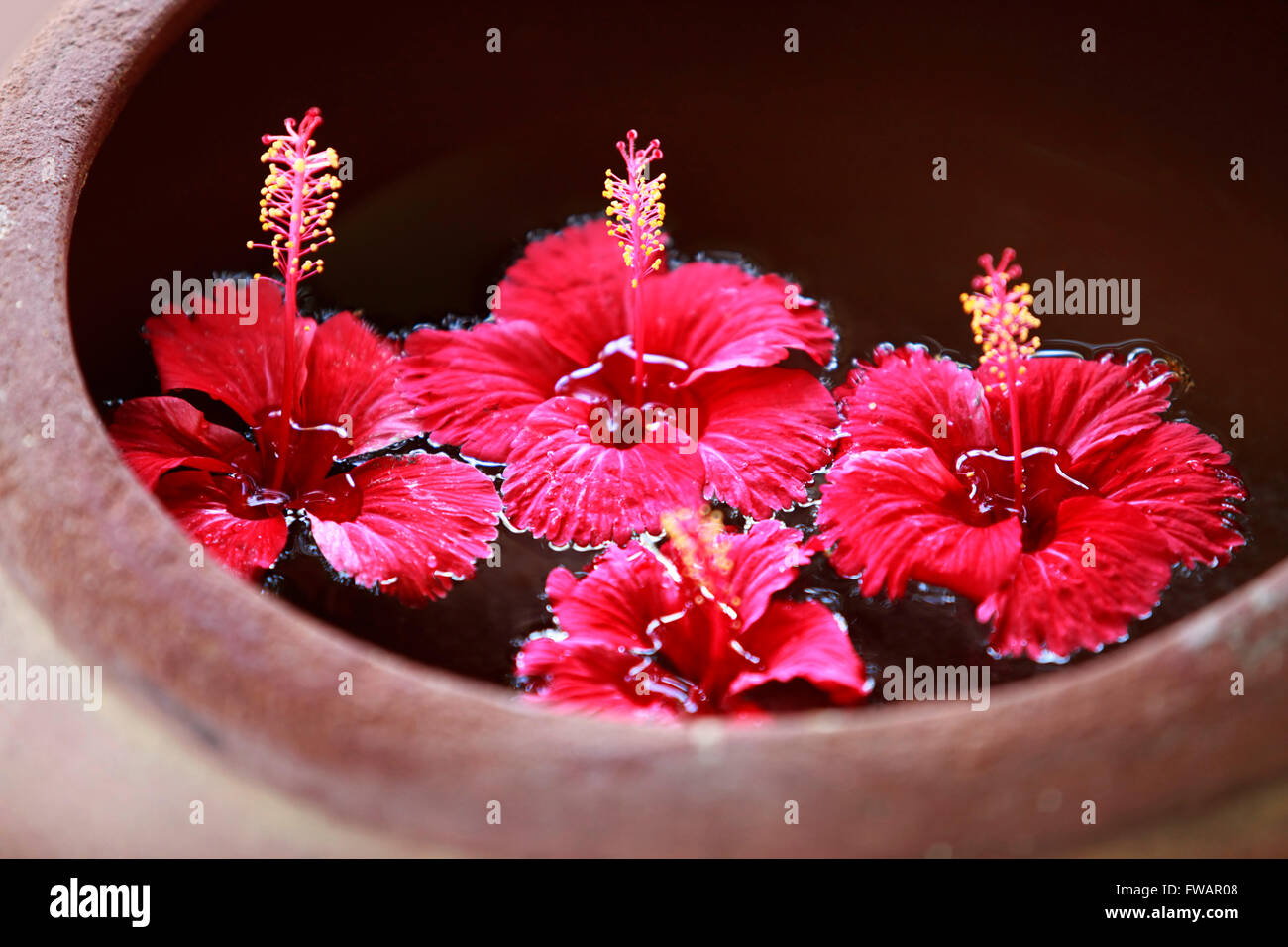 Hibiscus flower in water close-up Stock Photo - Alamy