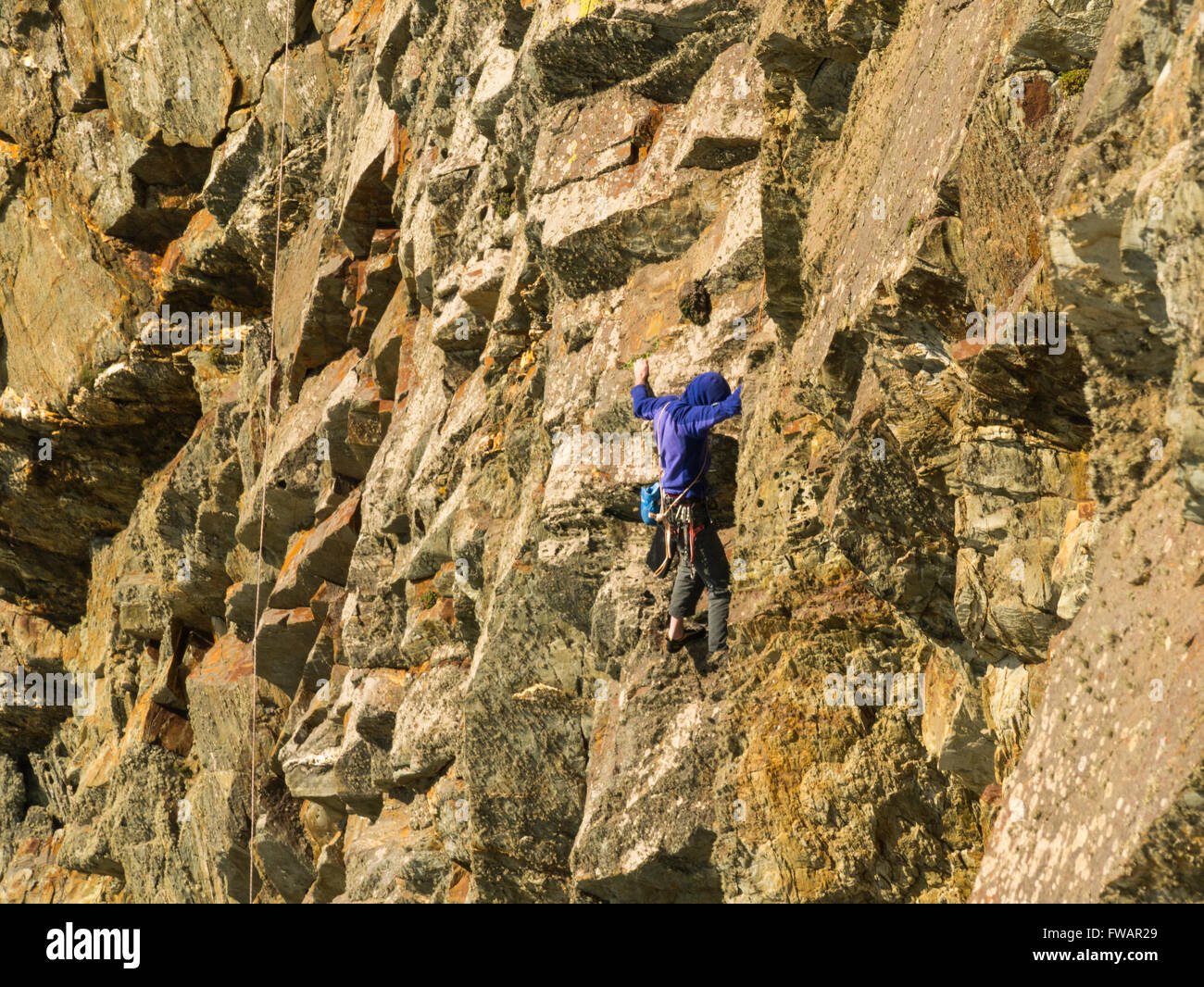 Young man rock climbing on South Stack Cliffs Isle of Anglesey North ...