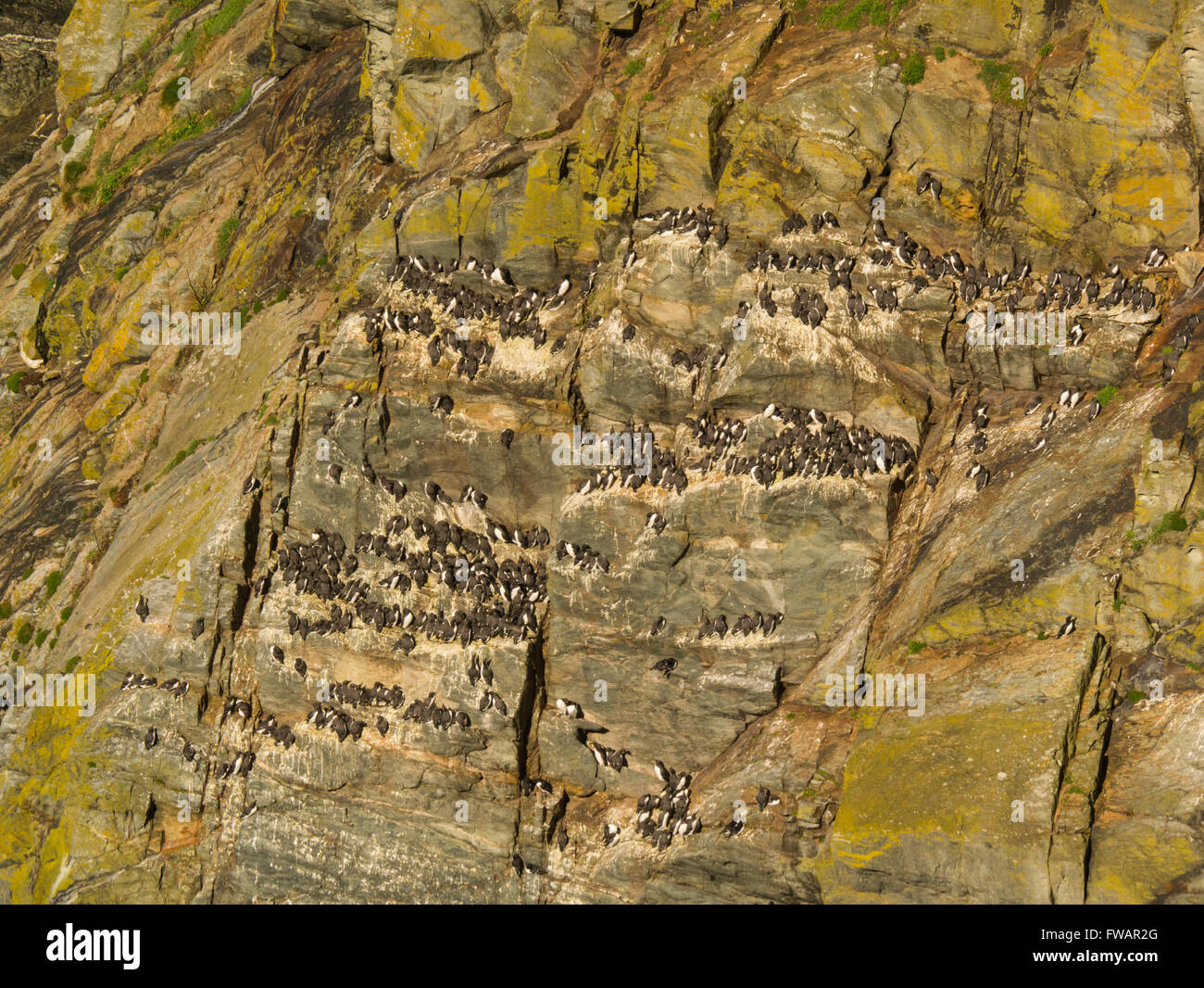 Thousands of guillemots and razorbills and a few puffins nesting on ...