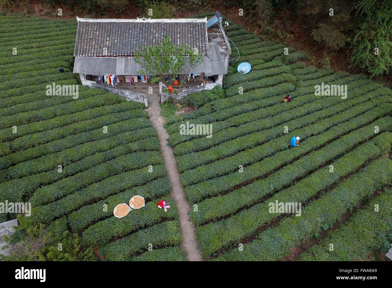 Huishui, China's Guizhou Province. 2nd Apr, 2016. Tea farmers pick up ...