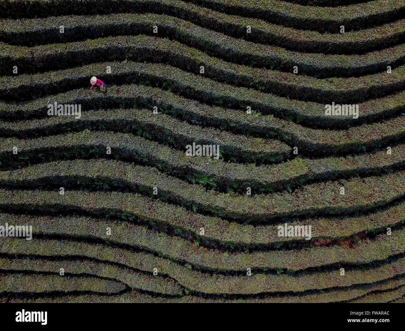 Huishui, China's Guizhou Province. 2nd Apr, 2016. A tea farmer picks up ...