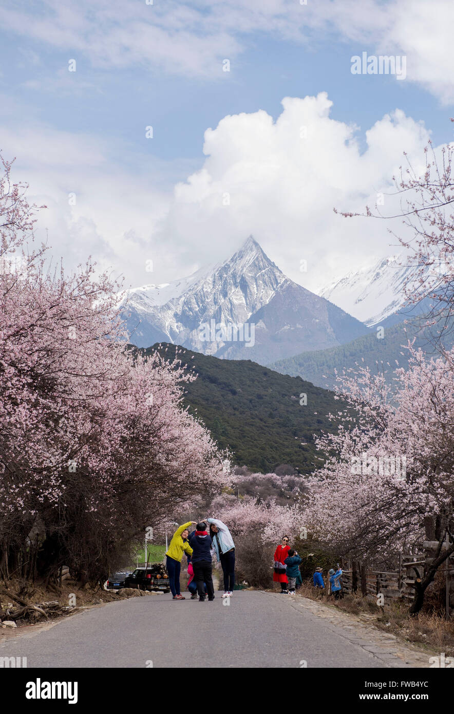 Bomi. 3rd Apr, 2016. Tourists pose for photos with peach blossoms in ...