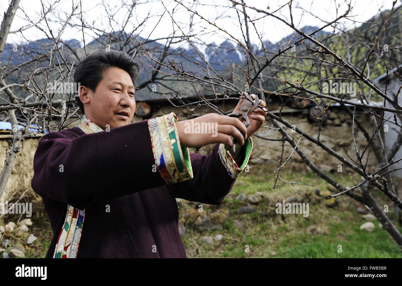 Nyingchi, China's Tibet Autonomous Region. 30th Mar, 2016. A farmer ...