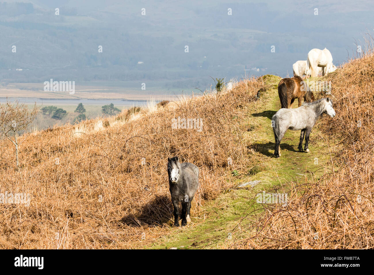 A view from above Artists Valley looking over the RSPB reserve at ...
