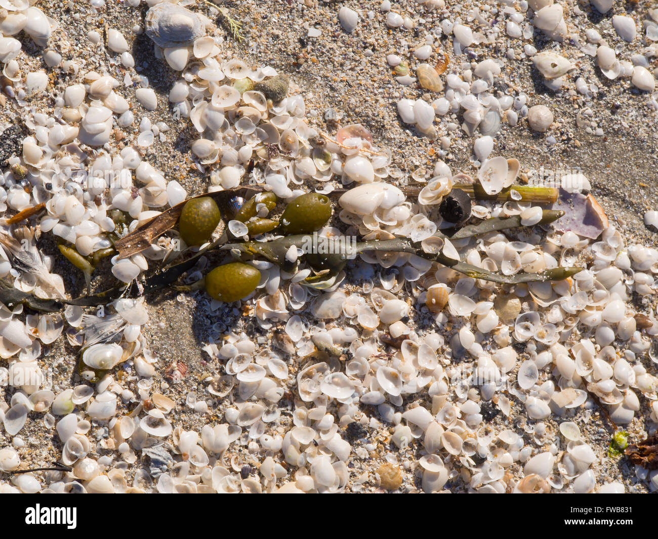 Bladderwrack (Fucus vesiculosus) and tiny seashells washed ashore on a ...