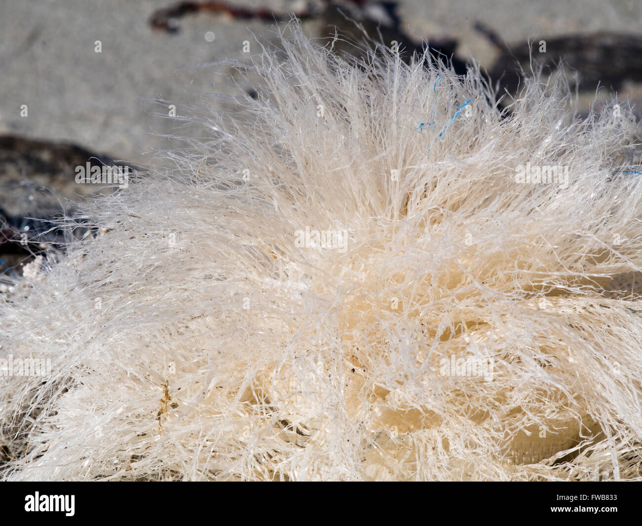 Fluff waste hi-res stock photography and images - Alamy