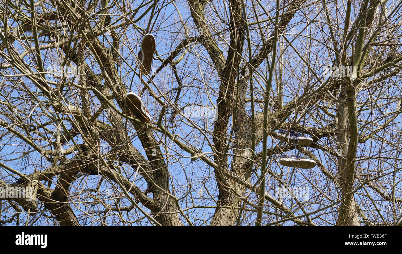 Trainers thrown up and suspended from tree branches Stock Photo - Alamy