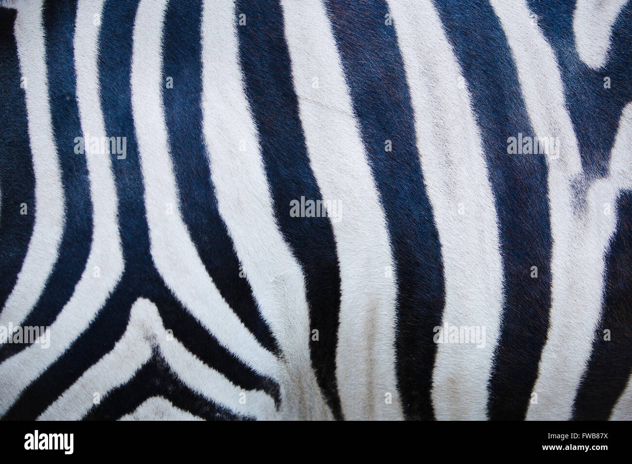 photo of zebra skin texture, zebra texture Stock Photo - Alamy