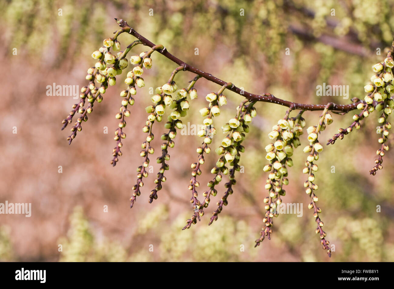 Stachyurus praecox flowers in early Spring Stock Photo - Alamy