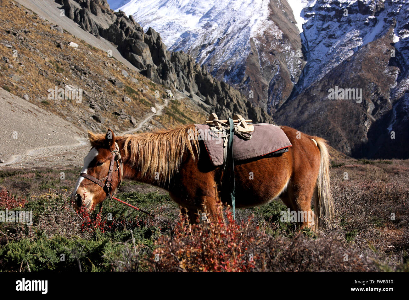 The red pony hi-res stock photography and images - Alamy