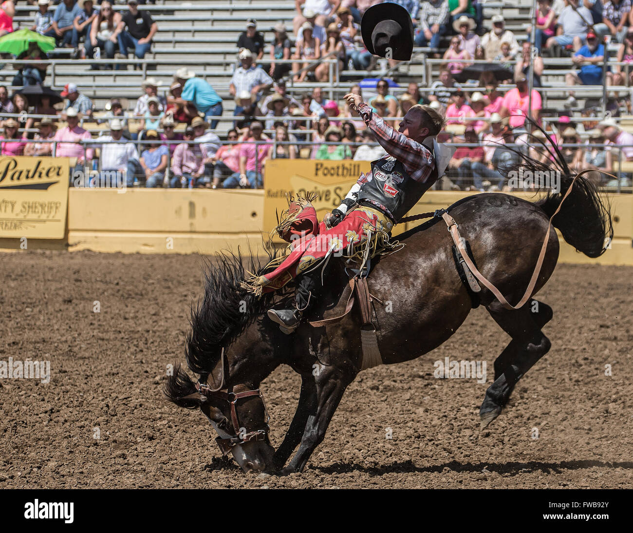Rodeo action during a rodeo in Red Bluff, California Stock Photo - Alamy