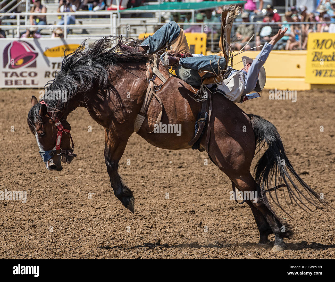 Rodeo action during a rodeo in Red Bluff, California Stock Photo - Alamy