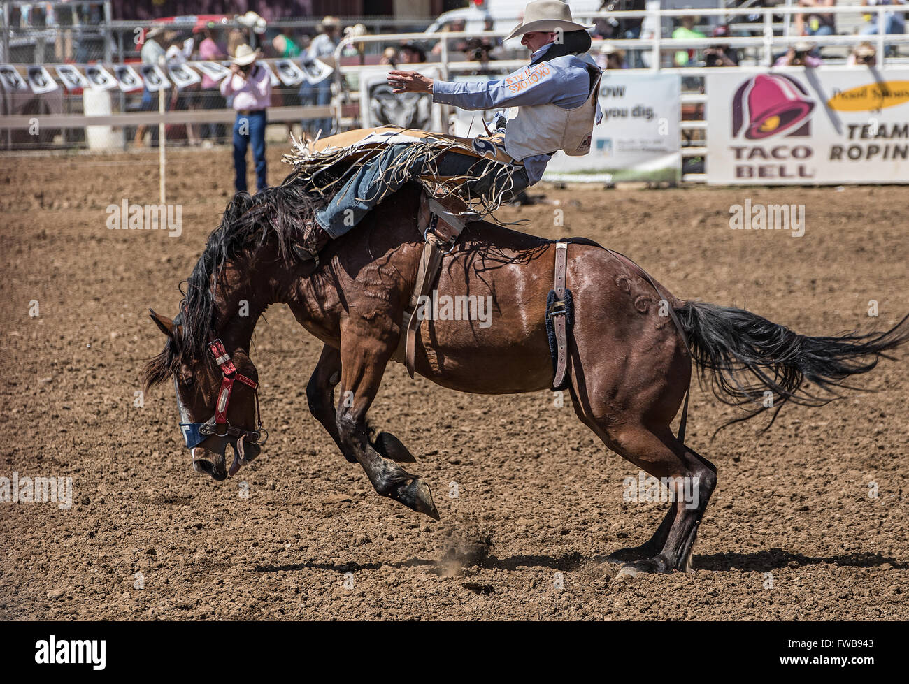 Rodeo action during a rodeo in Red Bluff, California Stock Photo - Alamy