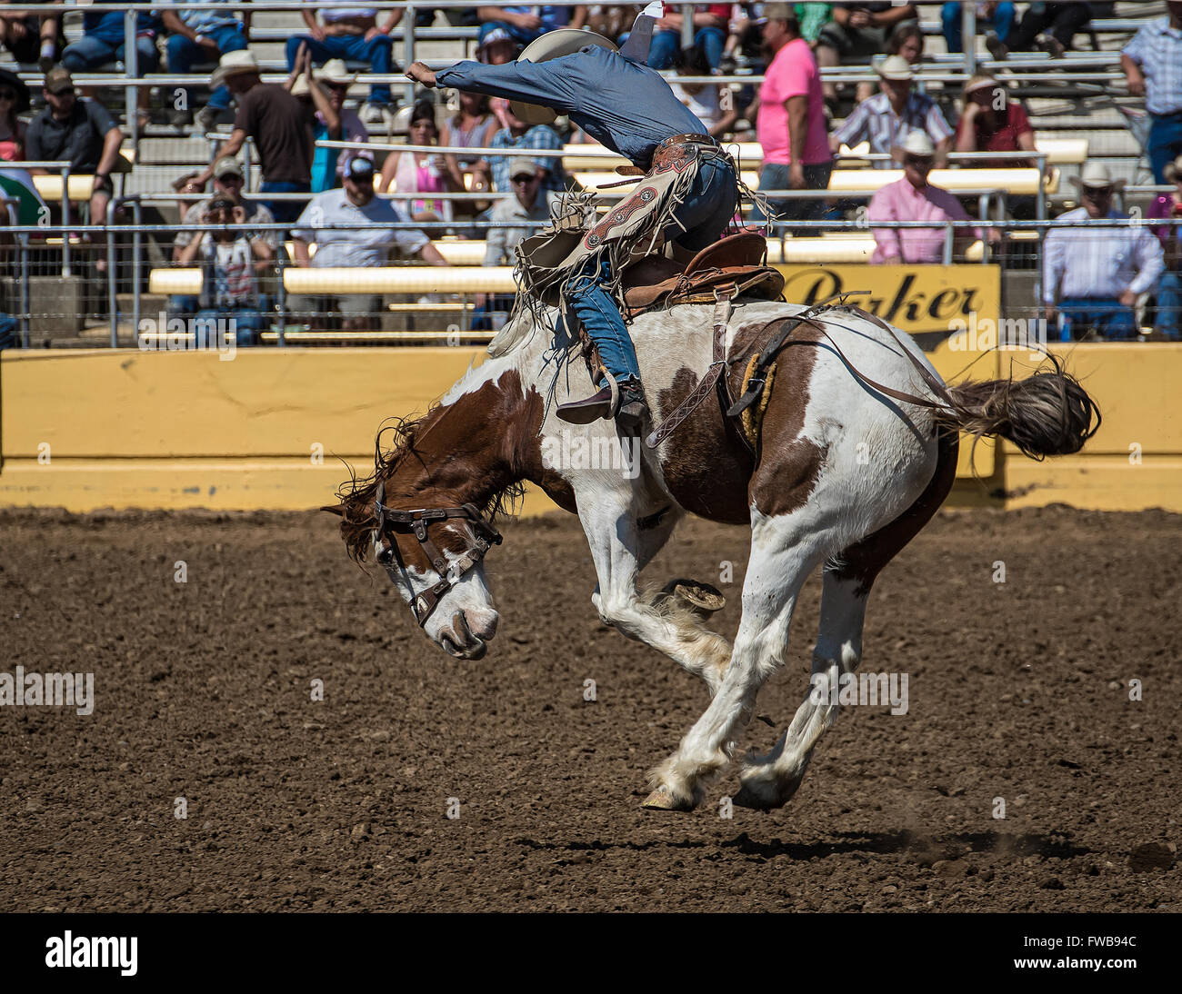 Rodeo action during a rodeo in Red Bluff, California Stock Photo - Alamy