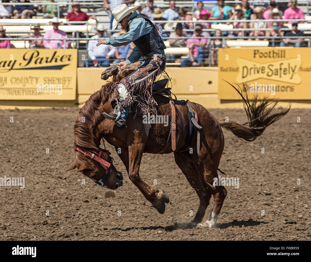 Rodeo action during a rodeo in Red Bluff, California Stock Photo - Alamy