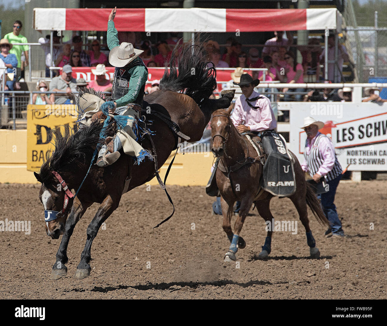 Rodeo action during a rodeo in Red Bluff, California Stock Photo - Alamy