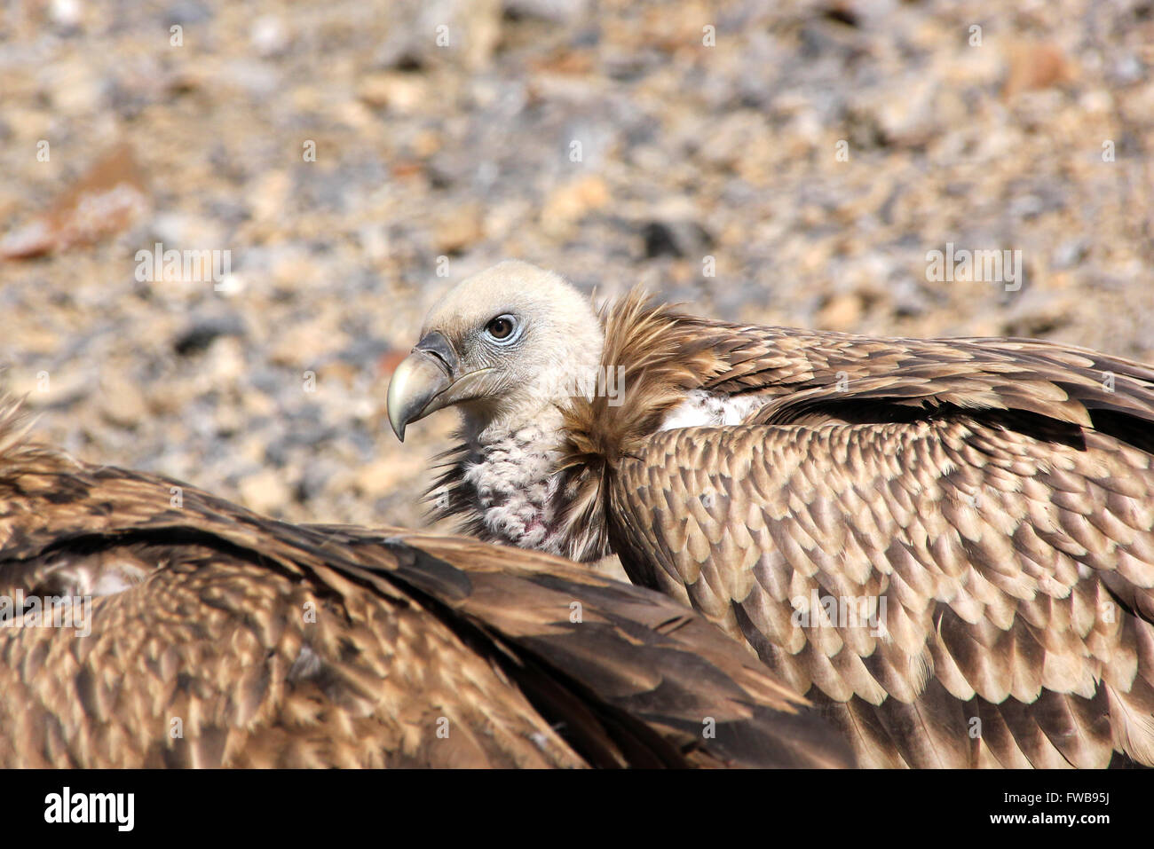 Himalayensis hi-res stock photography and images - Alamy