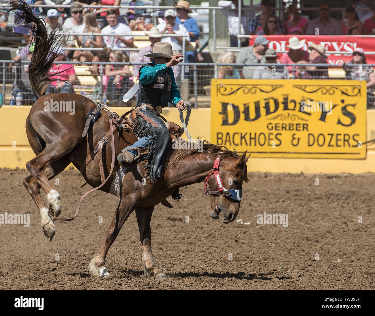 Rodeo action during a rodeo in Red Bluff, California Stock Photo - Alamy