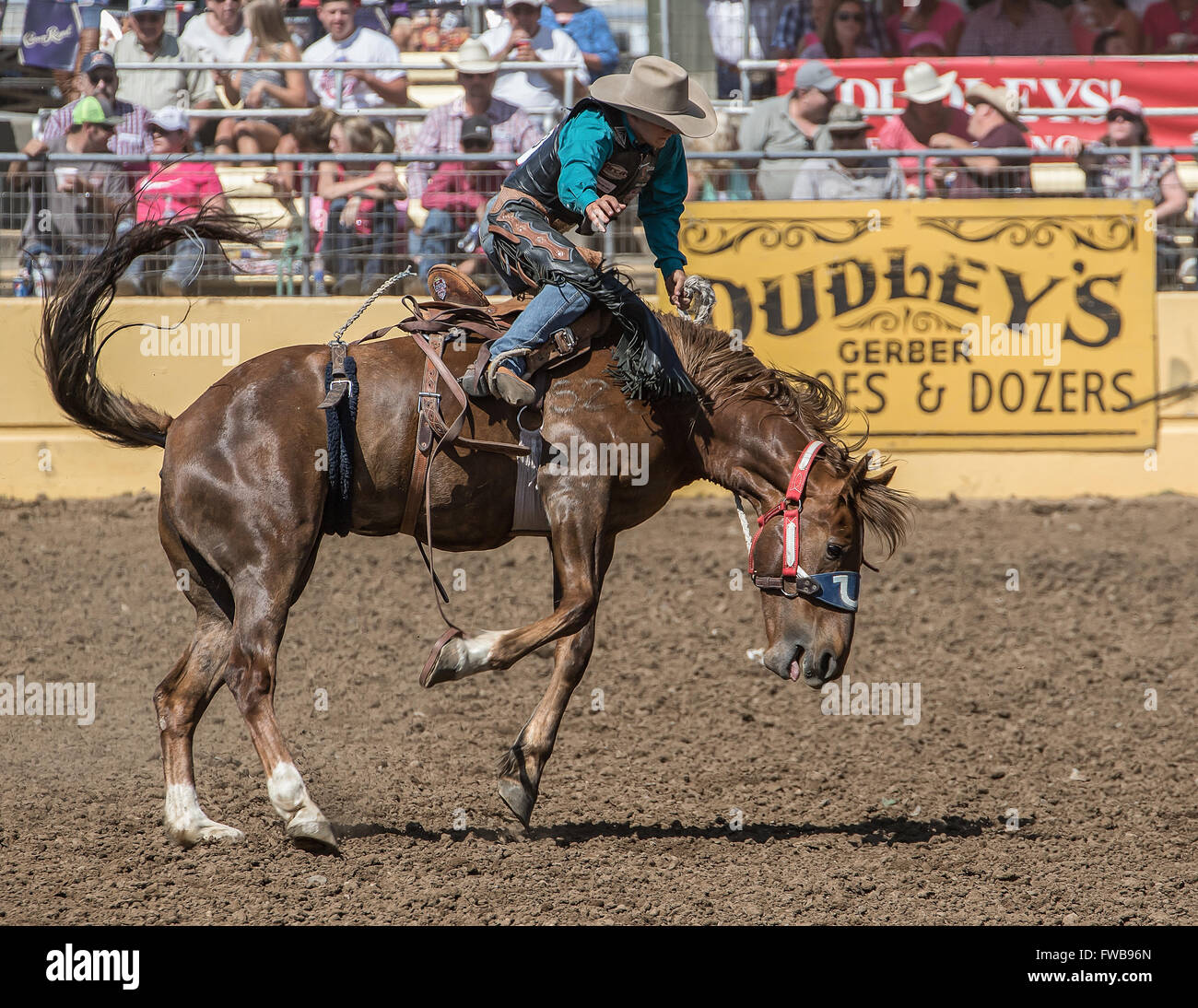Rodeo action during a rodeo in Red Bluff, California Stock Photo - Alamy