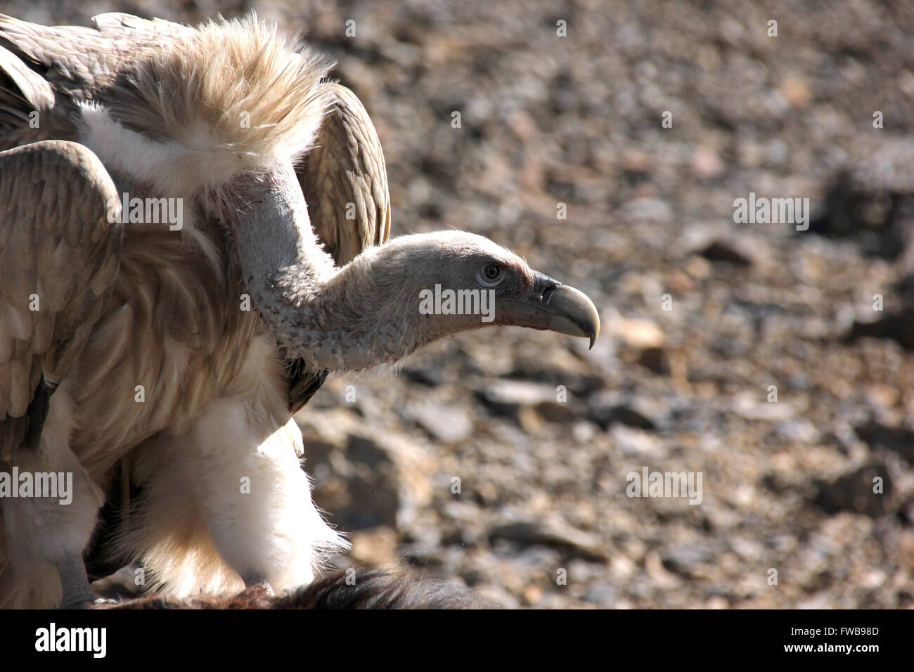 Himalayan vulture gyps himalayensis hi-res stock photography and images ...