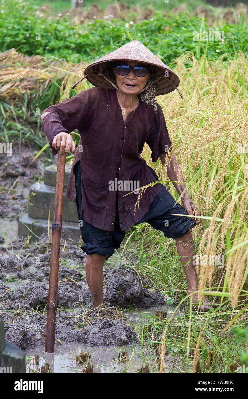 Traditional woman farming in rural Hanoi, Vietnam Stock Photo - Alamy