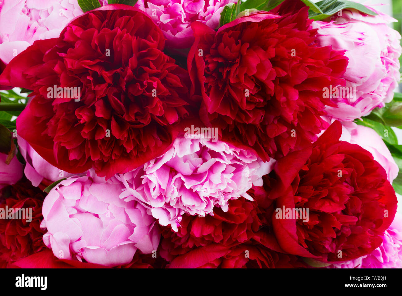 pink and red peonies Stock Photo - Alamy