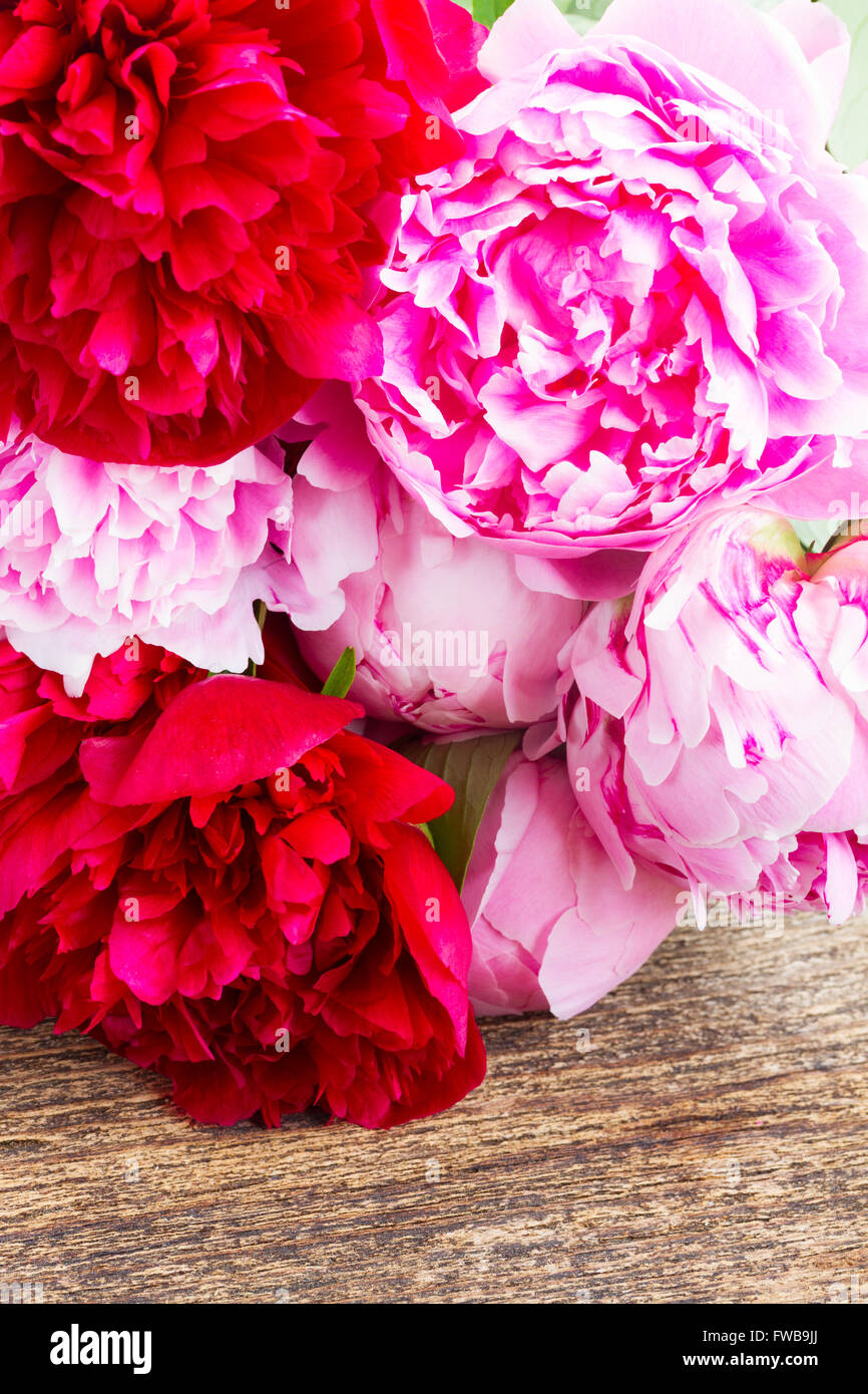 pink and red peonies Stock Photo - Alamy