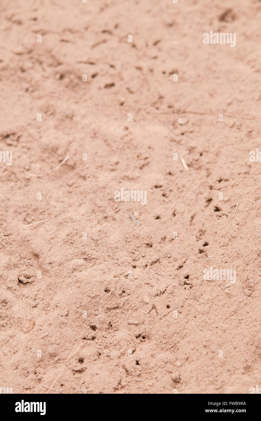 Trail of bug footprints hi-res stock photography and images - Alamy