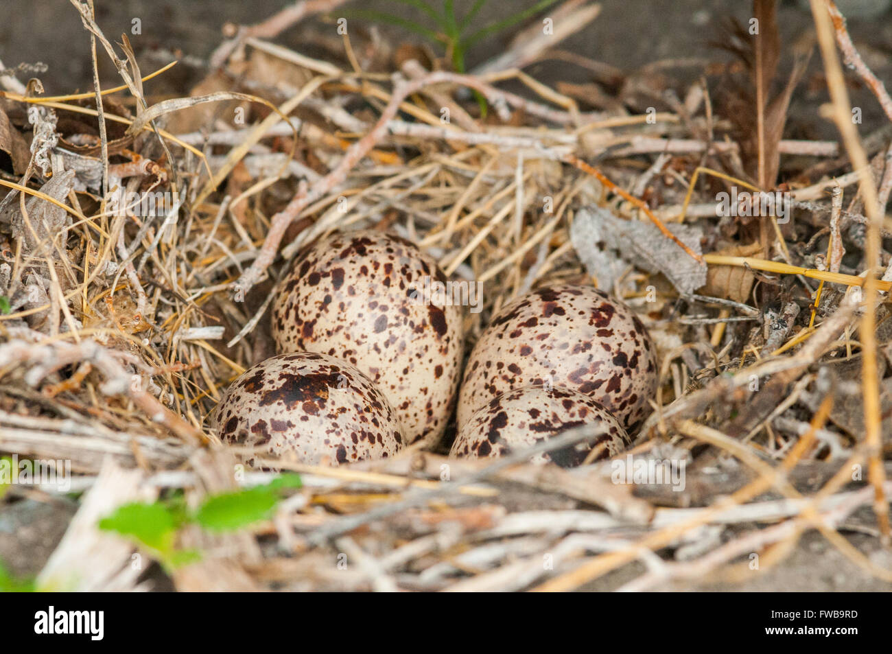 A Spotted Sandpiper's (Actitis macularia) nest holds four eggs. Sun ...