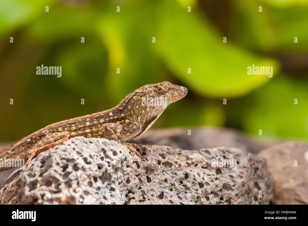 A male Brown Anole (Anolis sagrei) perches atop lave rocks. Oahu ...