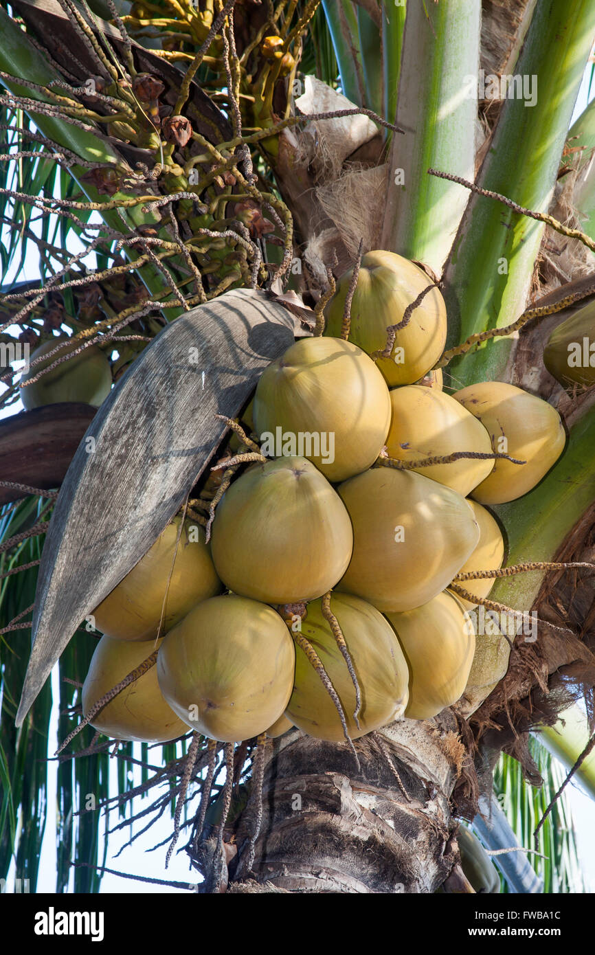 The top of a coconut palm tree (Cocos nucifera) with coconuts on Rang ...