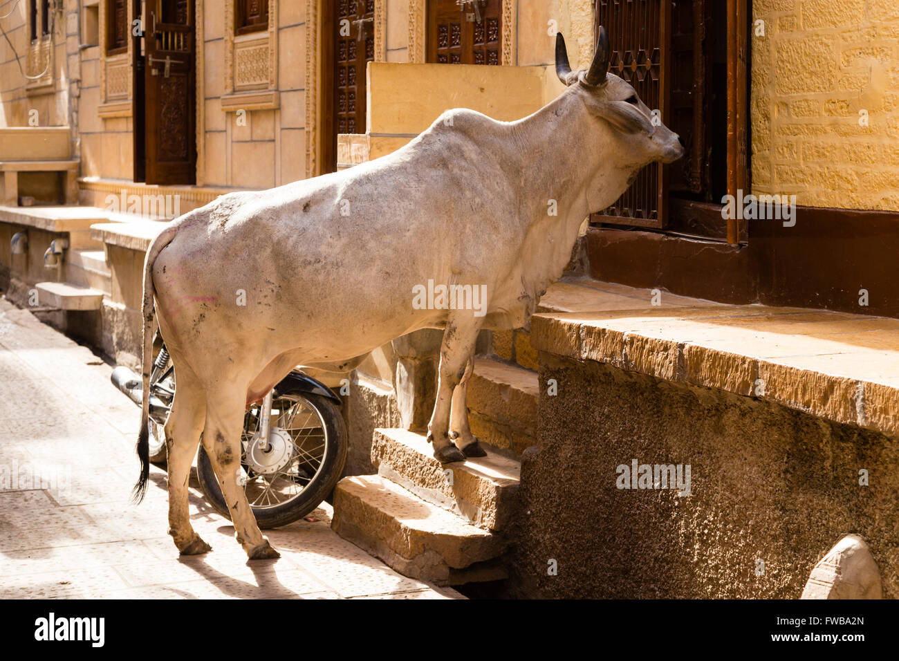 Sacred cow hi-res stock photography and images - Alamy