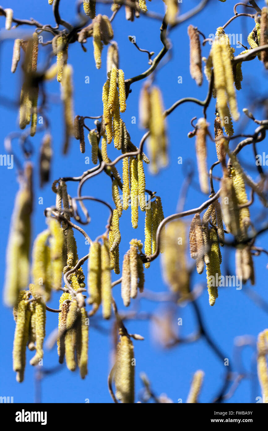 Corylus Avellana Contorta Tree High Resolution Stock Photography and ...