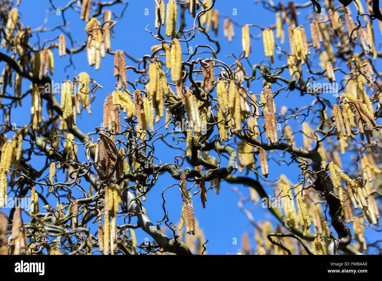 Corylus Avellana Contorta High Resolution Stock Photography and Images ...