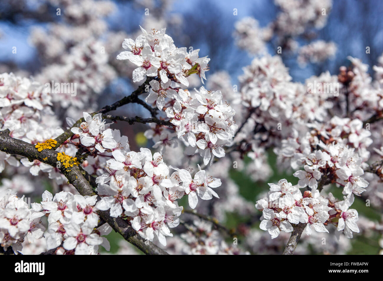 Prunus cerasifera ' Hessei ', myrobalan plum, spring blossoms Flowering ...