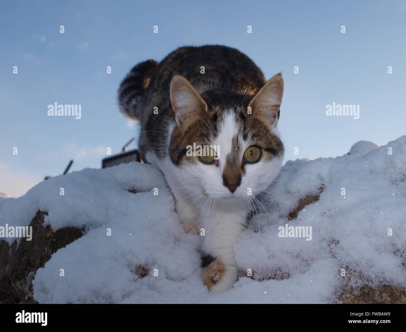 Cat hunting in snow Stock Photo - Alamy