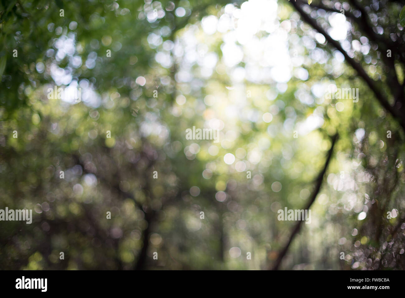 Blurred tree branch. Abstract spring background. Green natural ...