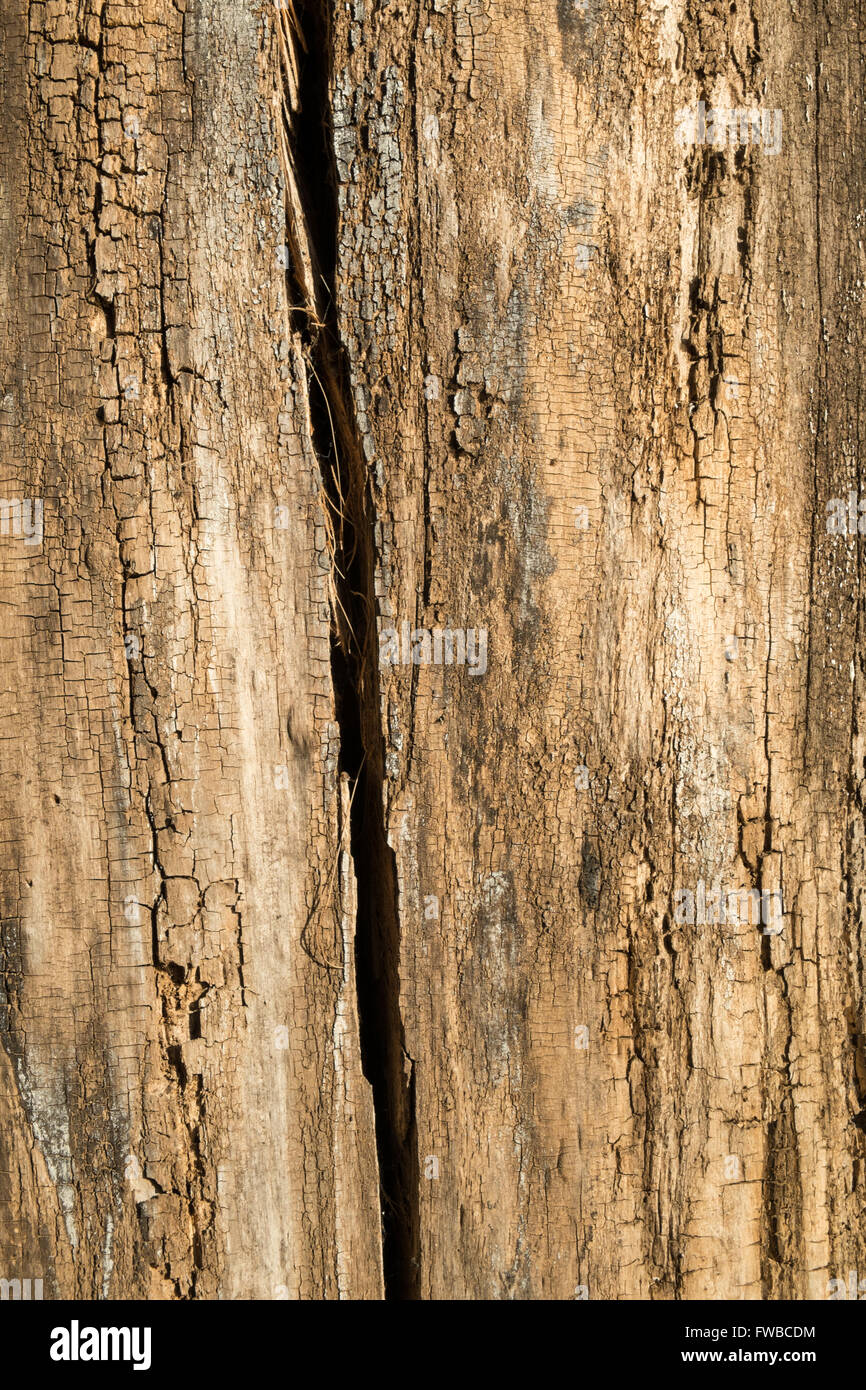 Full frame take of rugged tree bark texture Stock Photo - Alamy