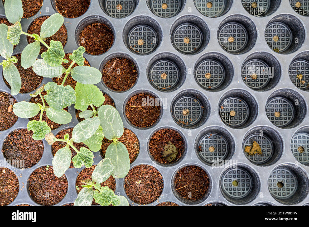 Seedling planted in the potting shed Stock Photo - Alamy