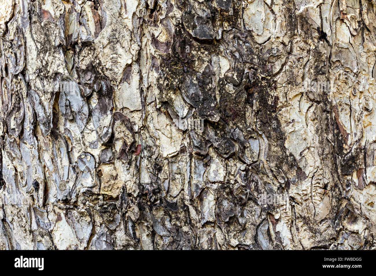 Tree bark texture Stock Photo - Alamy
