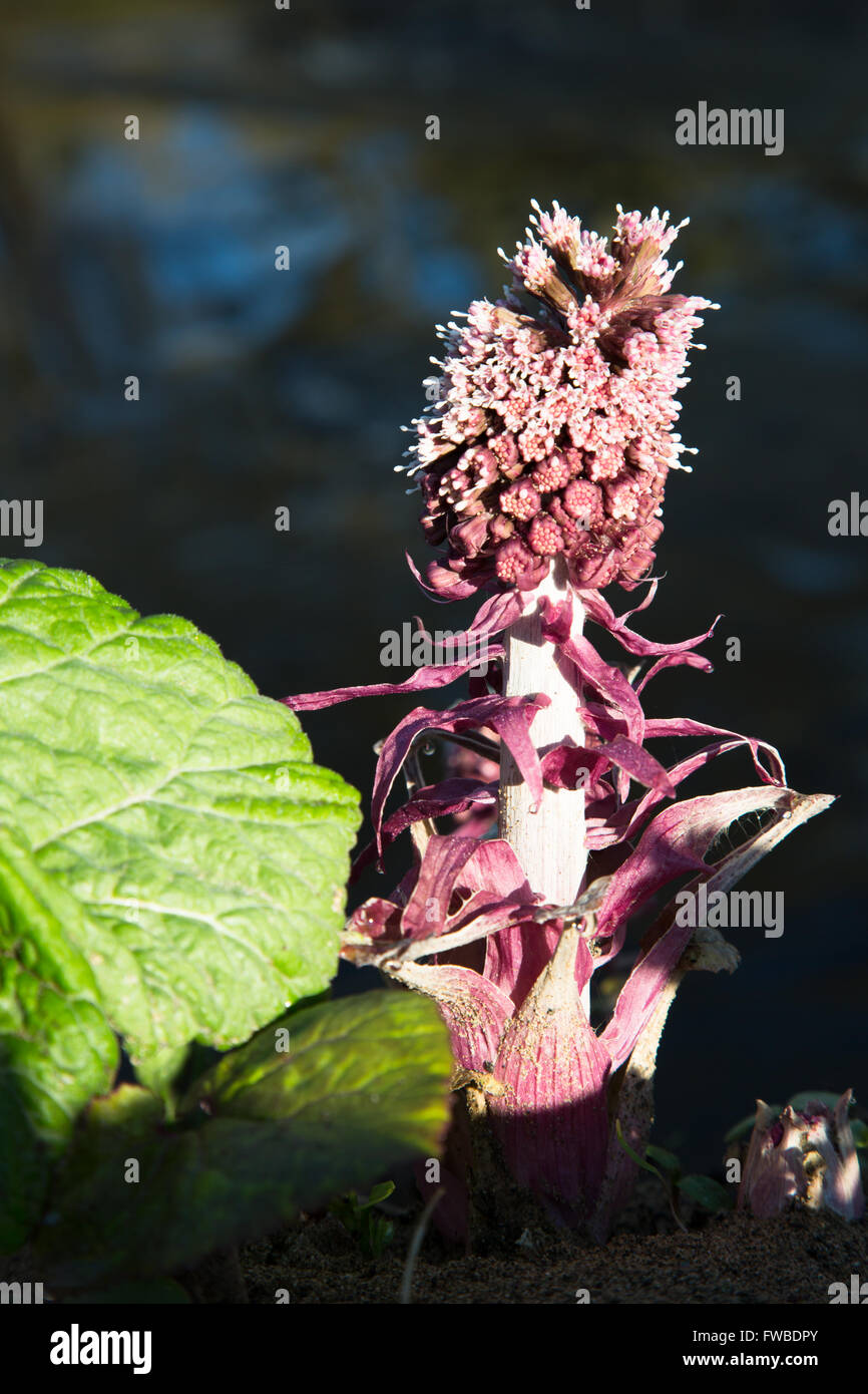 Invasive riverside plant hi-res stock photography and images - Alamy