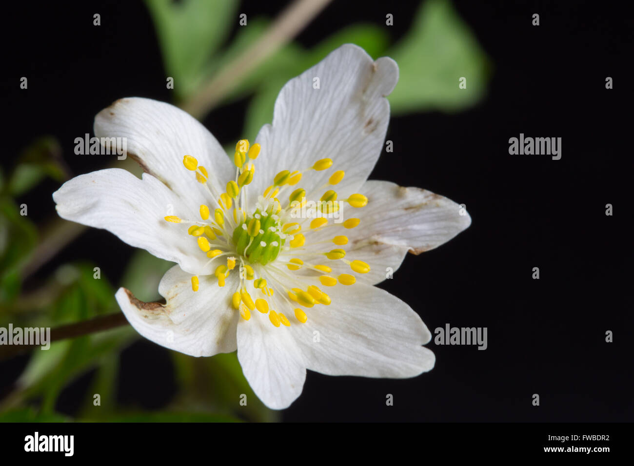 An image of the stamens of a Wood Anemone (Anemone nemorosa) taken in ...