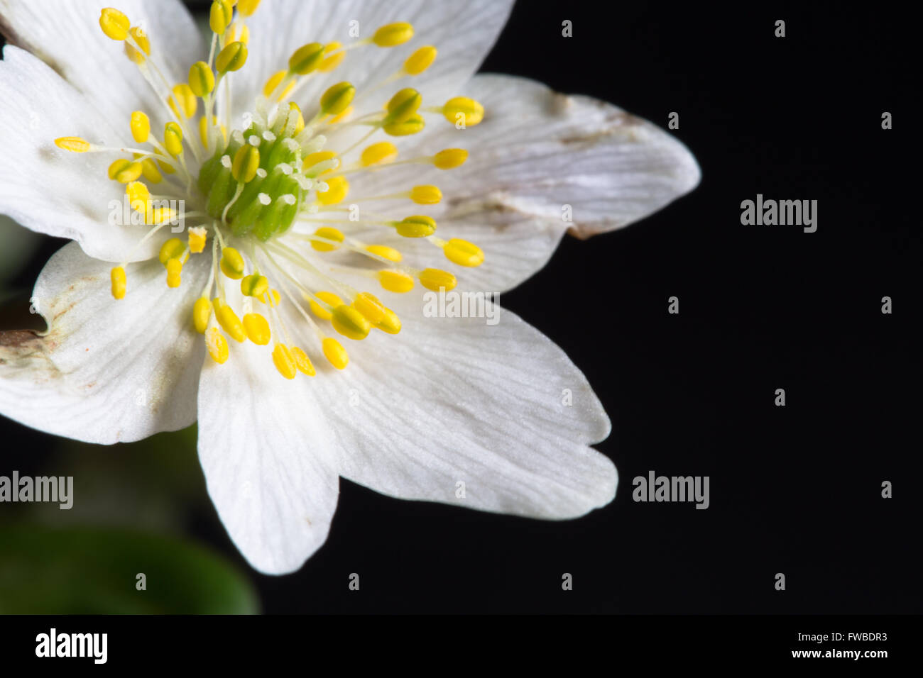 A close up image of the stamens of a Wood Anemone (Anemone nemorosa ...