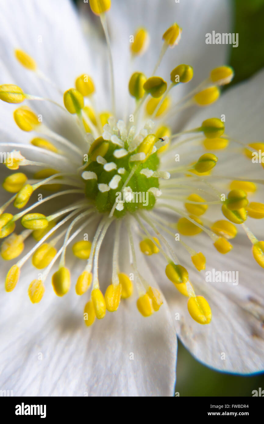Macro image of the stamens of a Wood Anemone (Anemone nemorosa) taken ...