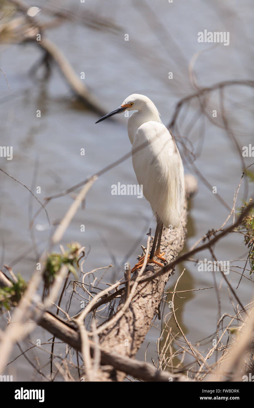 Great egret bird, Ardea alba, stands in a salt marsh in the upper ...