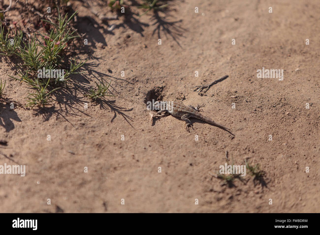 Brown common fence lizard, Sceloporus occidentalis, perches on the edge ...