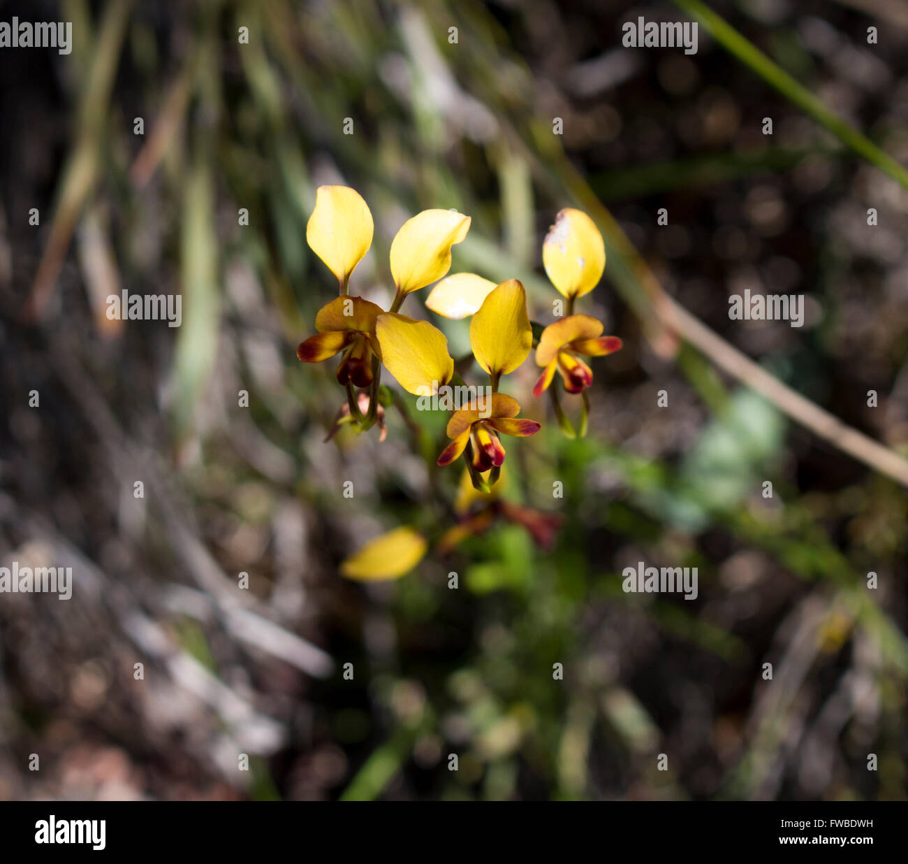 Beautiful rare West Australian wild flower Donkey Orchids orchidaceae ...