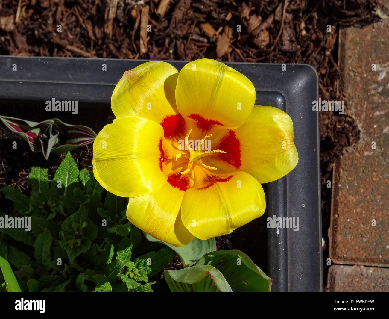 yellow tulip flower head Stock Photo - Alamy