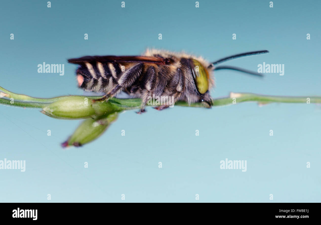 Jungle bee hi-res stock photography and images - Alamy
