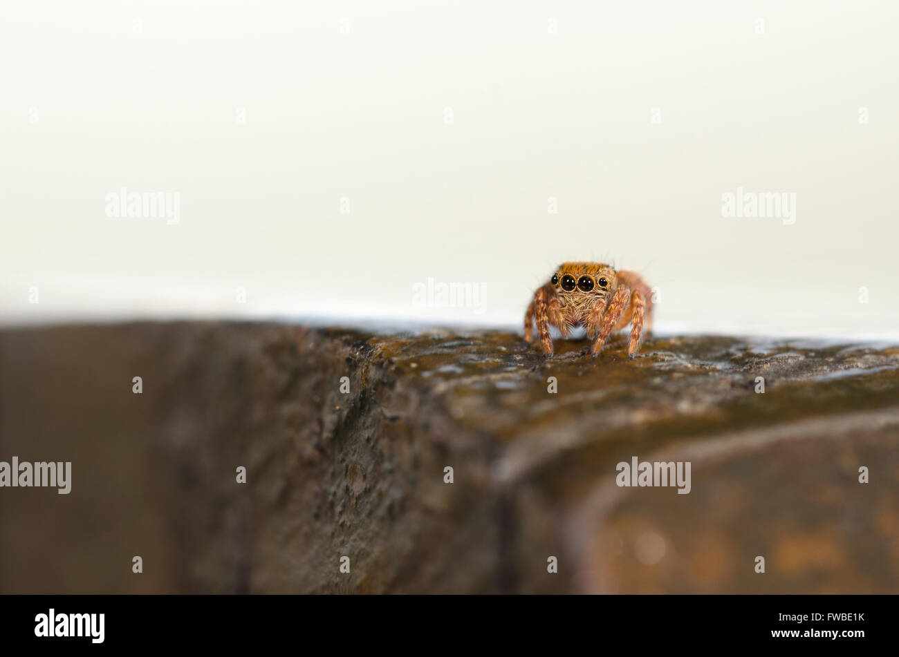 Solitude spider hi-res stock photography and images - Alamy